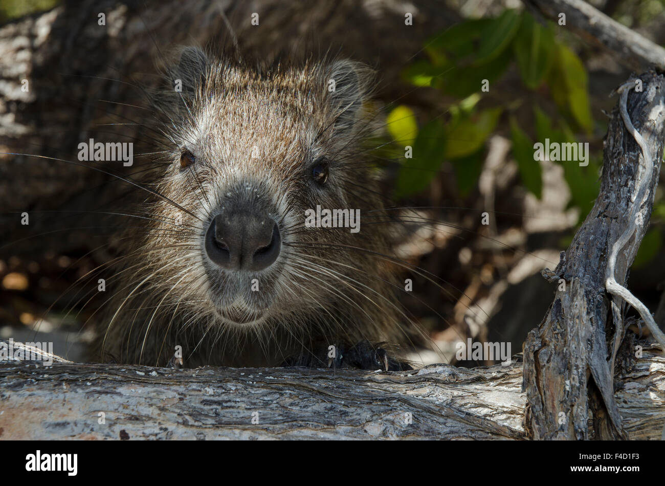 Cuba hutia beach hi-res stock photography and images - Alamy