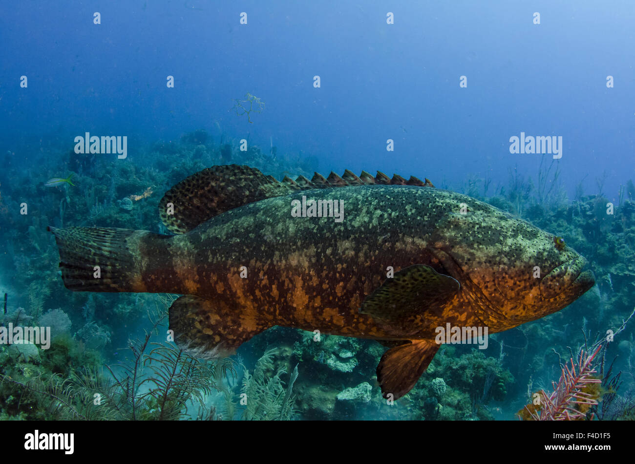 Atlantic Goliath Grouper (Epinephelus itajara) Jardines de la Reina ...