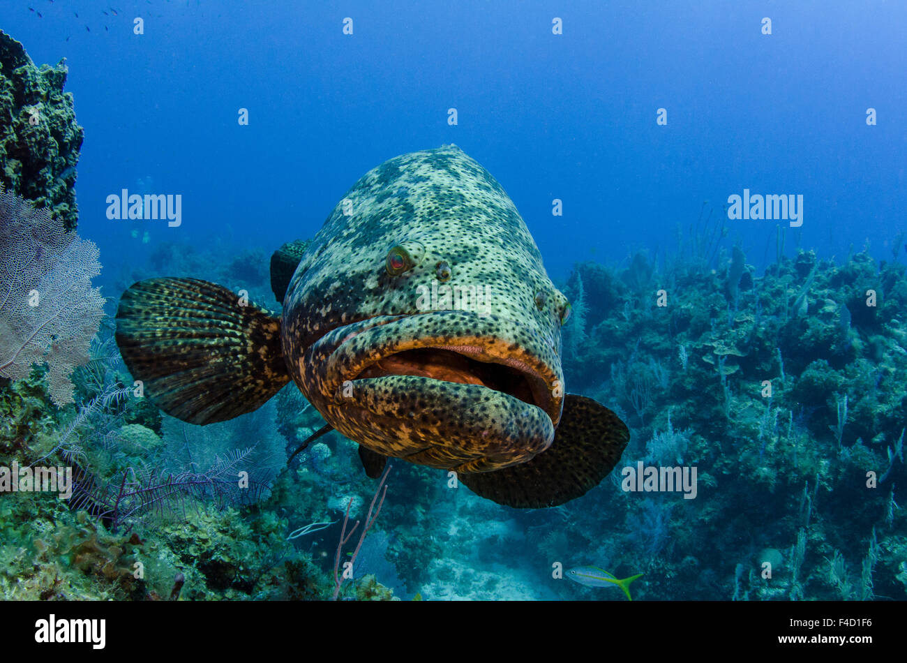 Atlantic Goliath Grouper (Epinephelus itajara) Jardines de la Reina ...