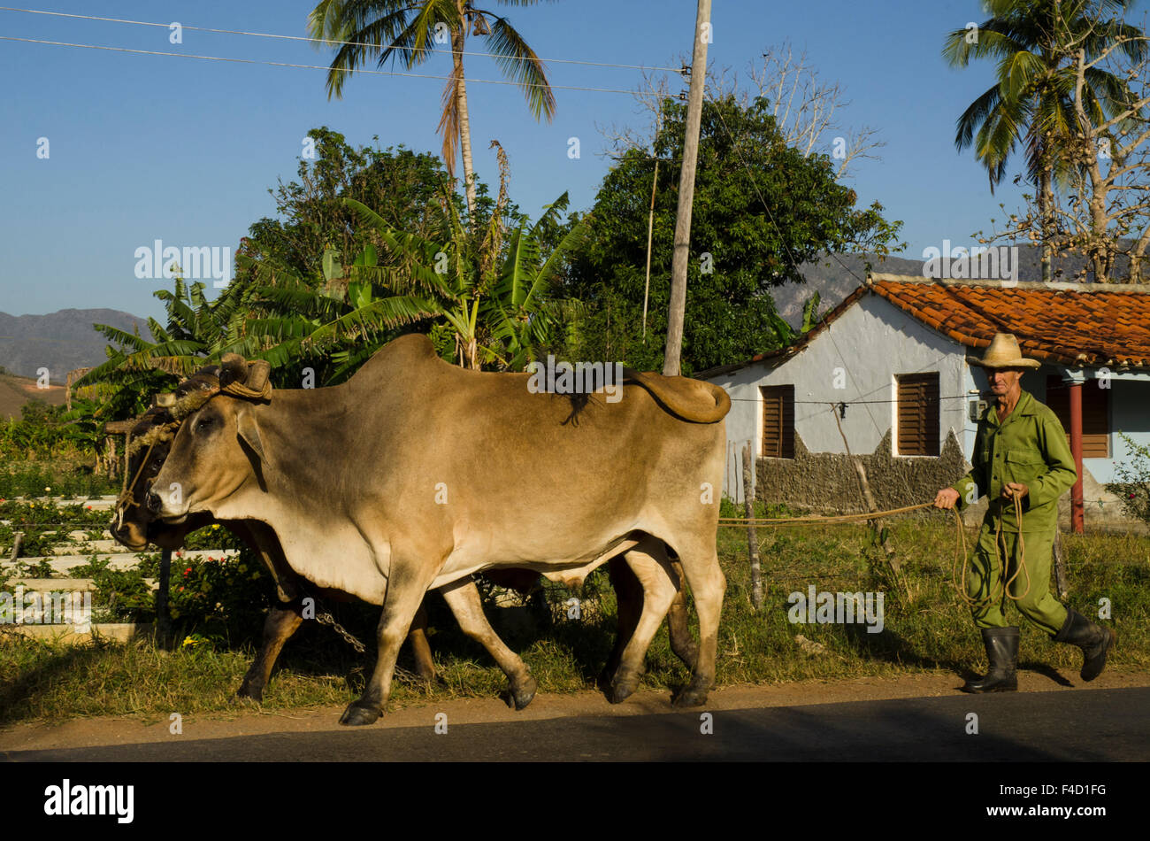 Farmer with Oxen, Vinales Valley. Sierra Rosario Mountain Range with ...