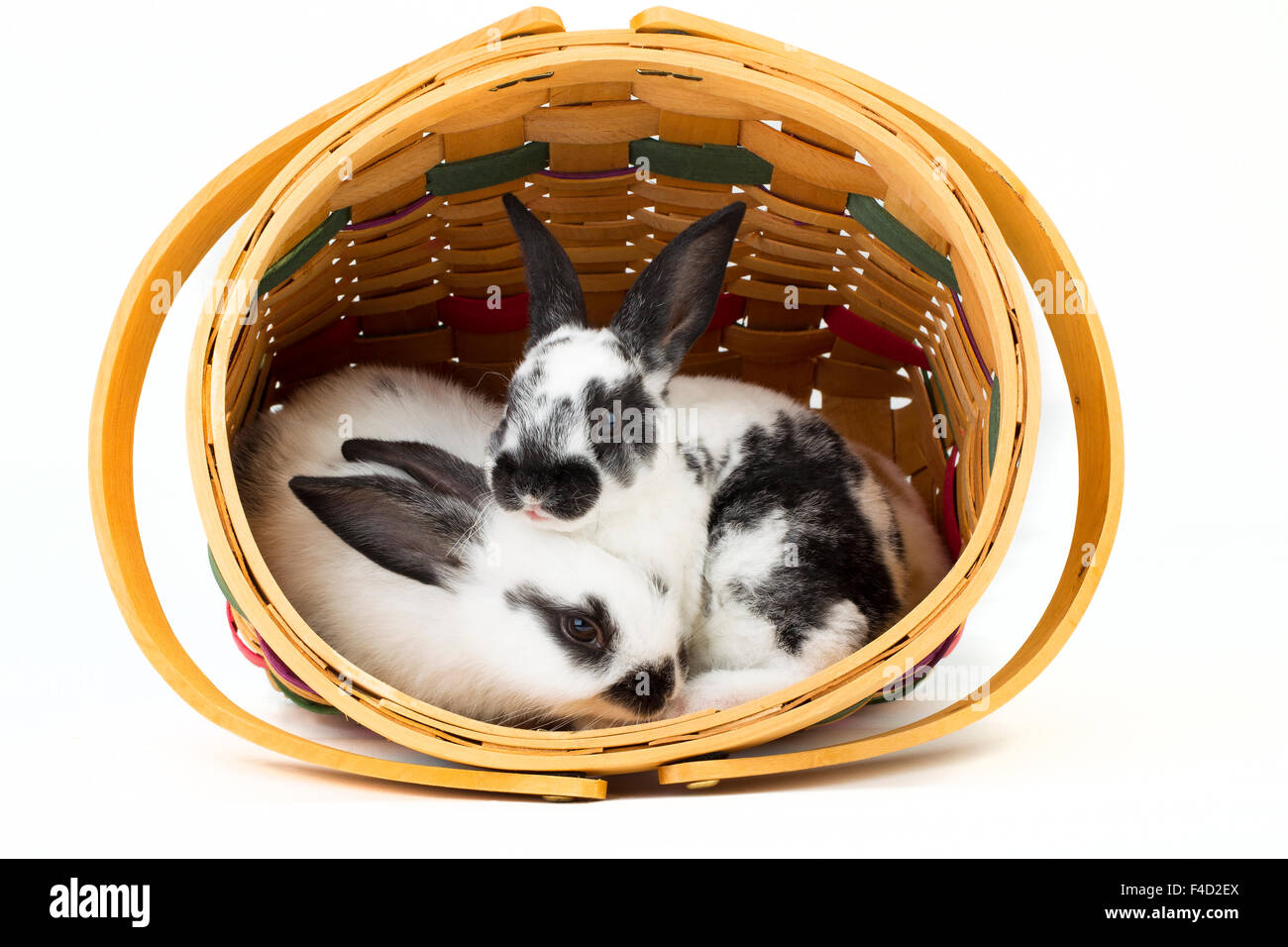 Young Rex rabbits in Easter basket Stock Photo - Alamy