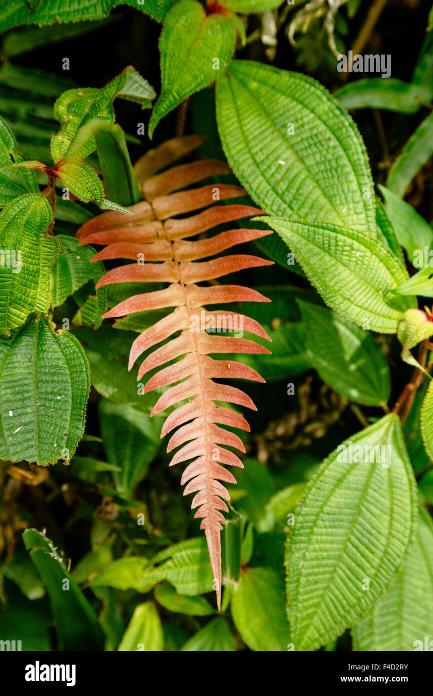 South America, Trinidad, Arima Valley, Asa Wright Nature Center. Close ...