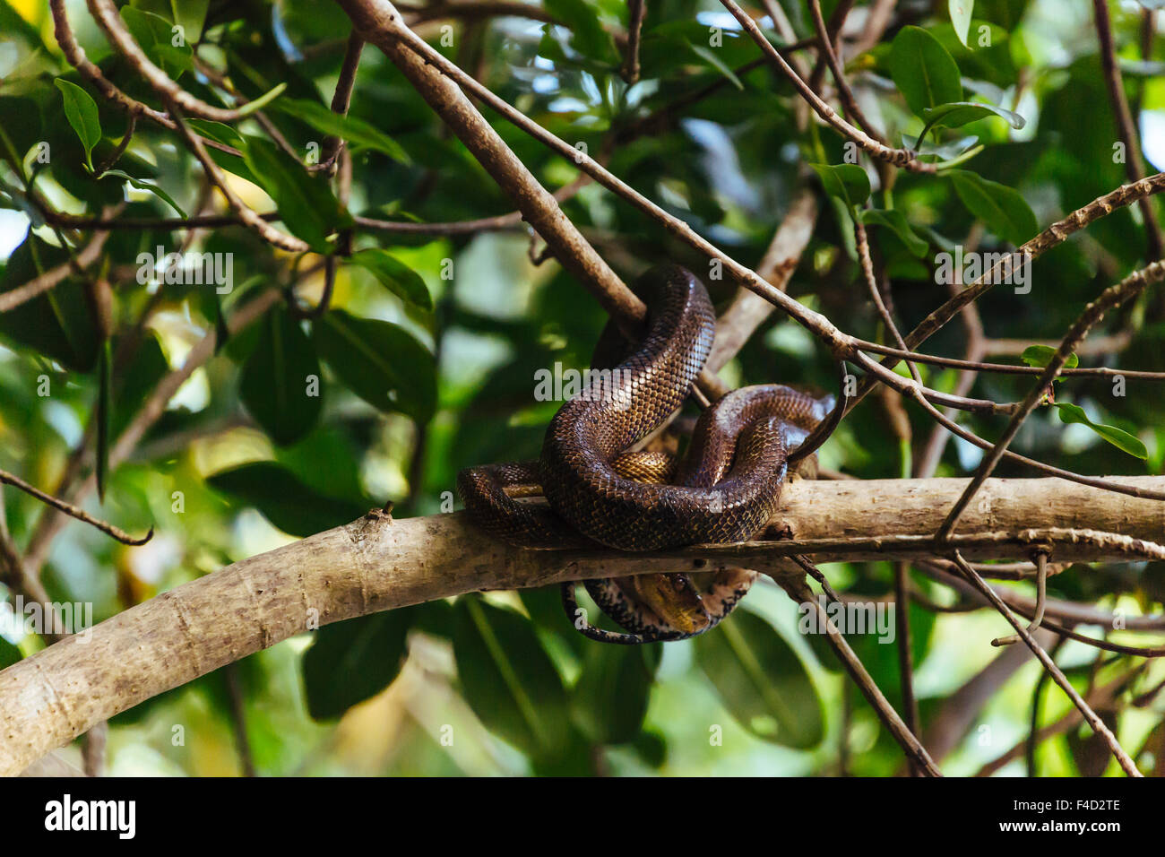 South America, Trinidad, Arima Valley, Asa Wright Nature Center. Cooks ...