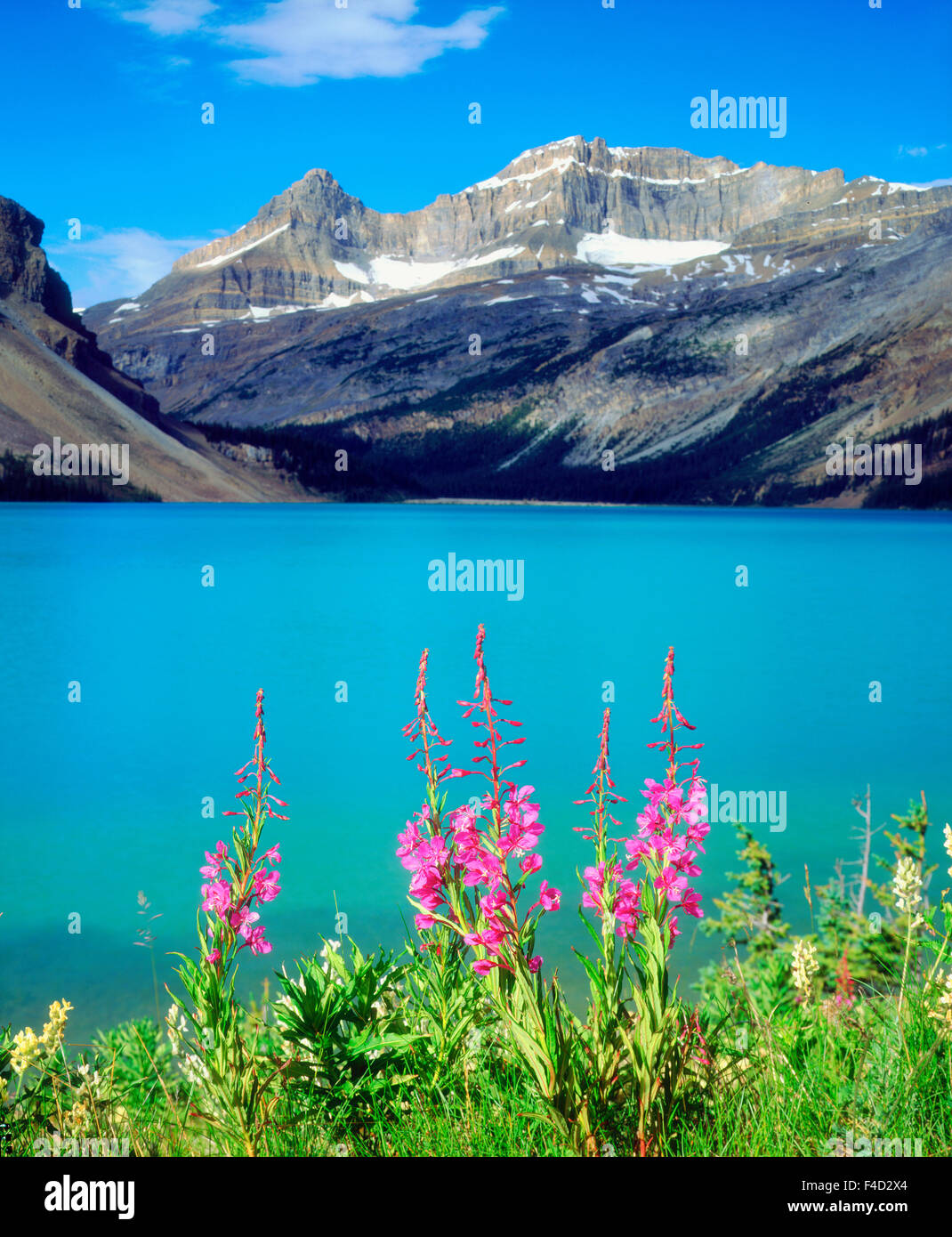 Canada, Alberta, Fireweed Wildflowers in Banff National Park. Credit as ...