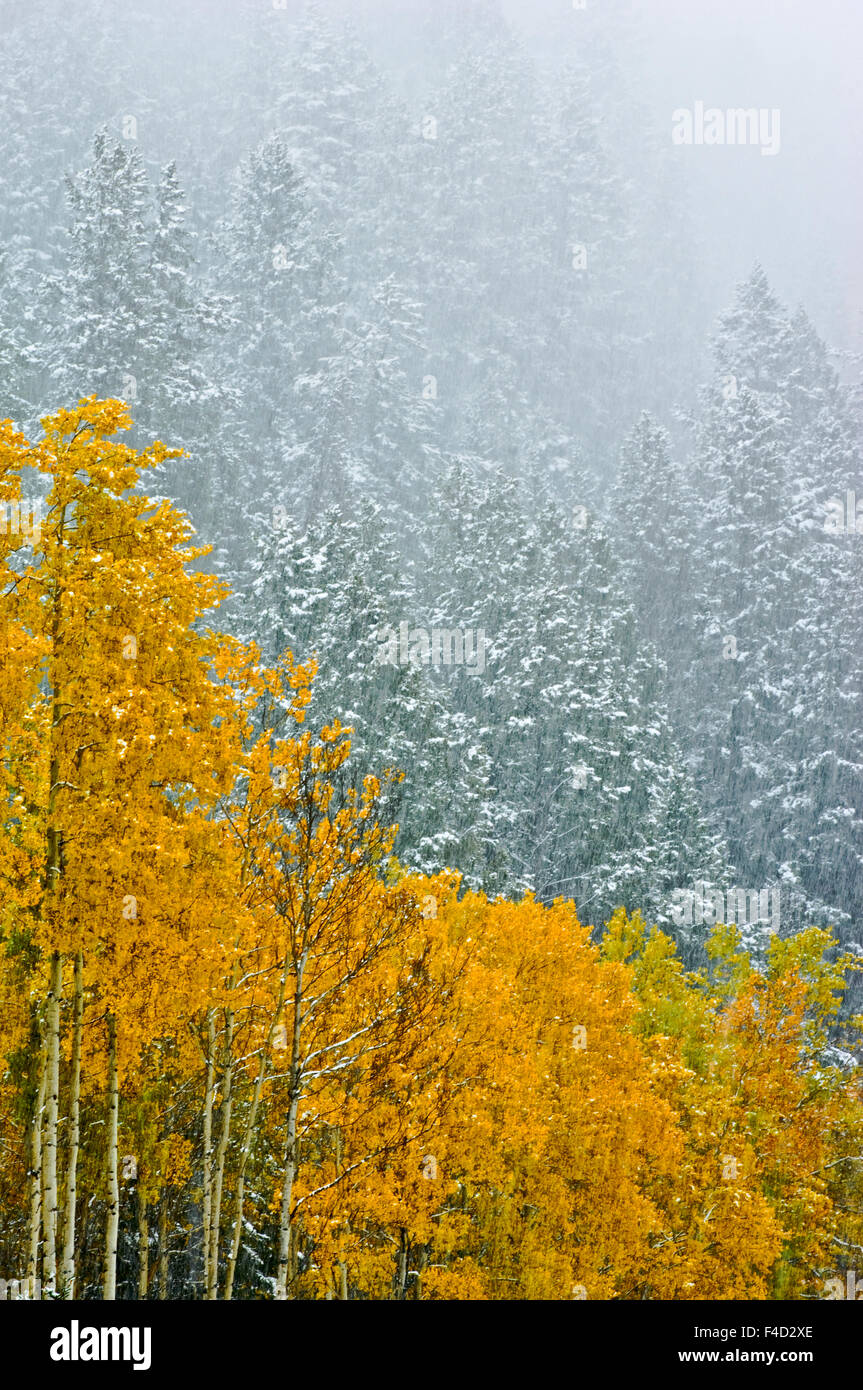Canada, Alberta, Banff National Park. Falling snow in mountain forest ...