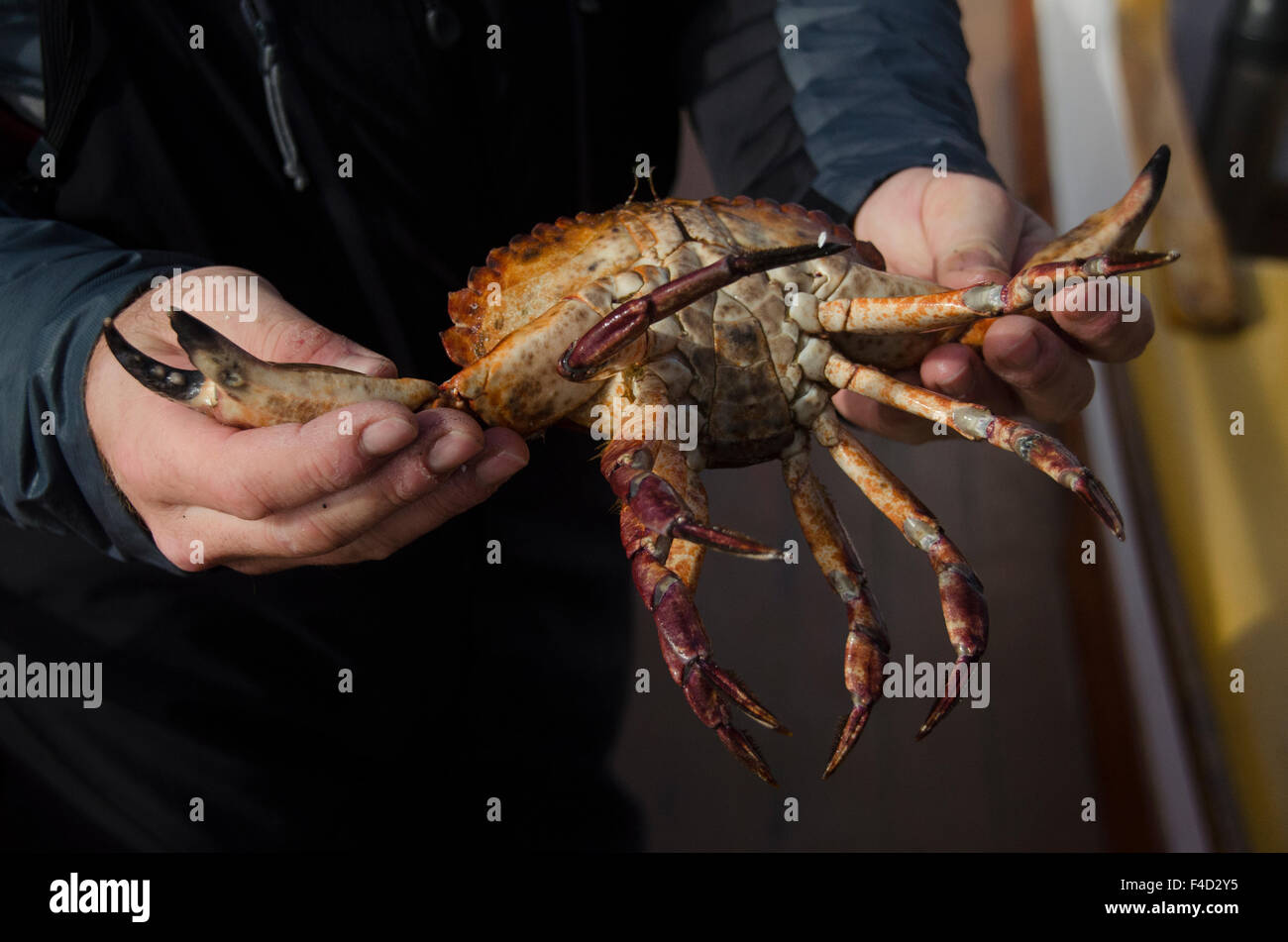 SV Maple Leaf First Mate Brandon Harvey shows off Red Rock Crab (Cancer ...