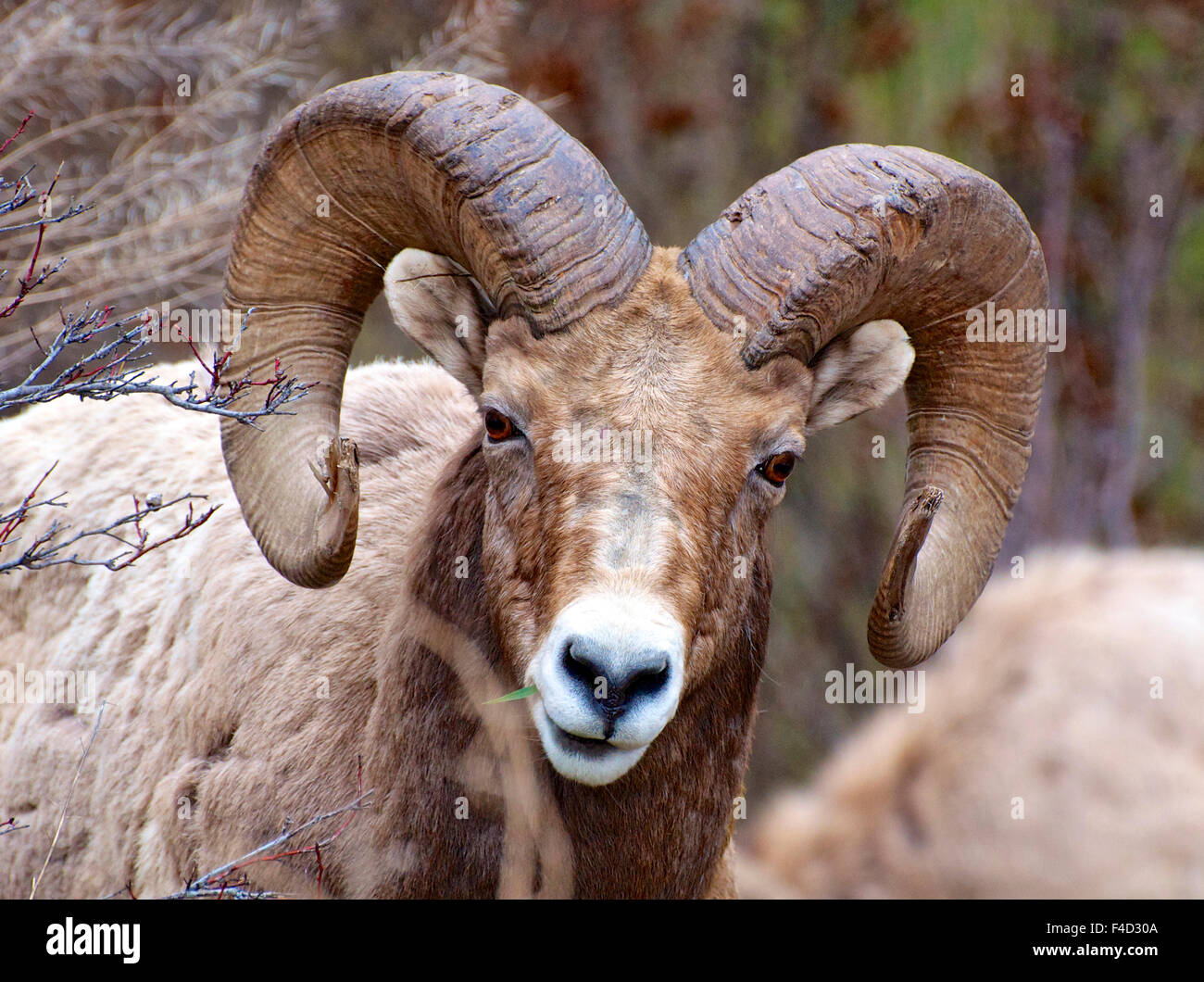 Rocky Mountain Bighorn Sheep (Ovis canadensis canadensis) near Radium ...