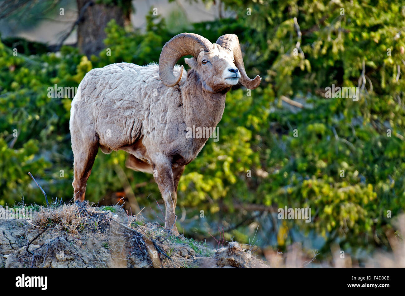 Rocky Mountain Bighorn Sheep (Ovis canadensis canadensis) near Radium ...