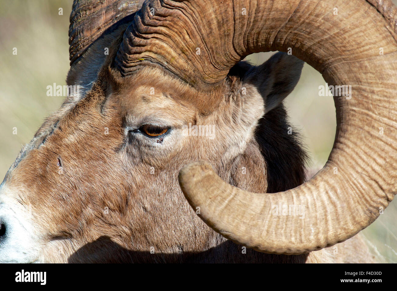 Rocky Mountain Bighorn Sheep (Ovis canadensis canadensis) near Radium ...