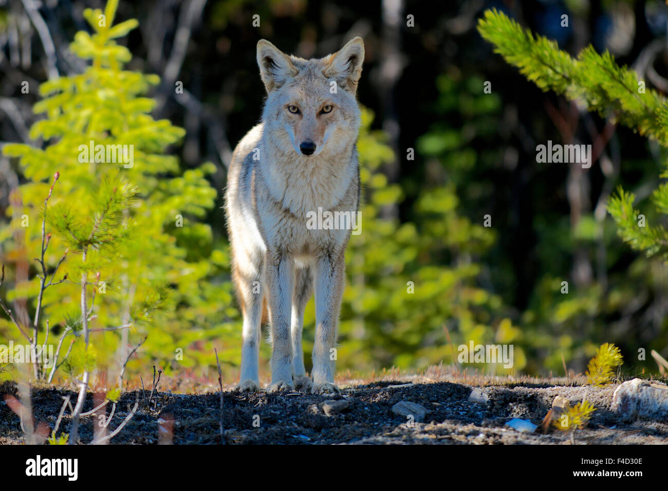 Coyote wells hi-res stock photography and images - Alamy