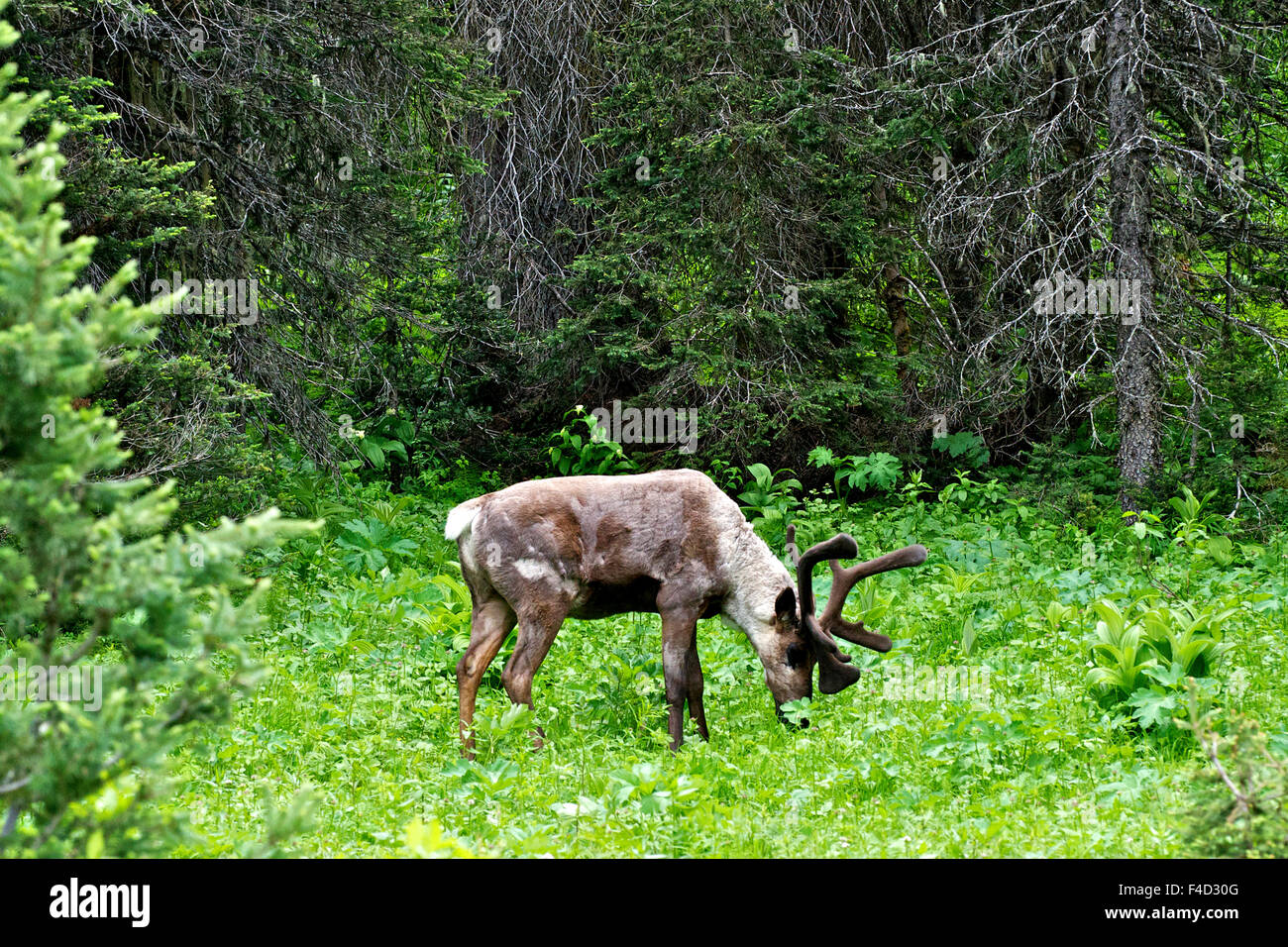 A Mountain Caribou bull, Rangifer tarandus caribou, still in velvet ...
