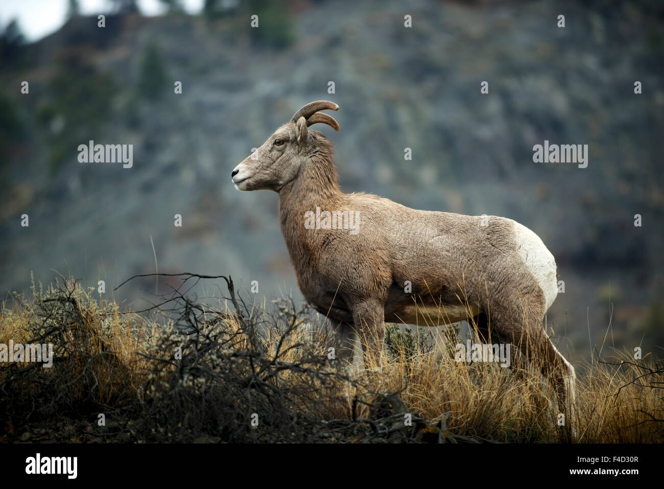 Rocky Mountain Sheep