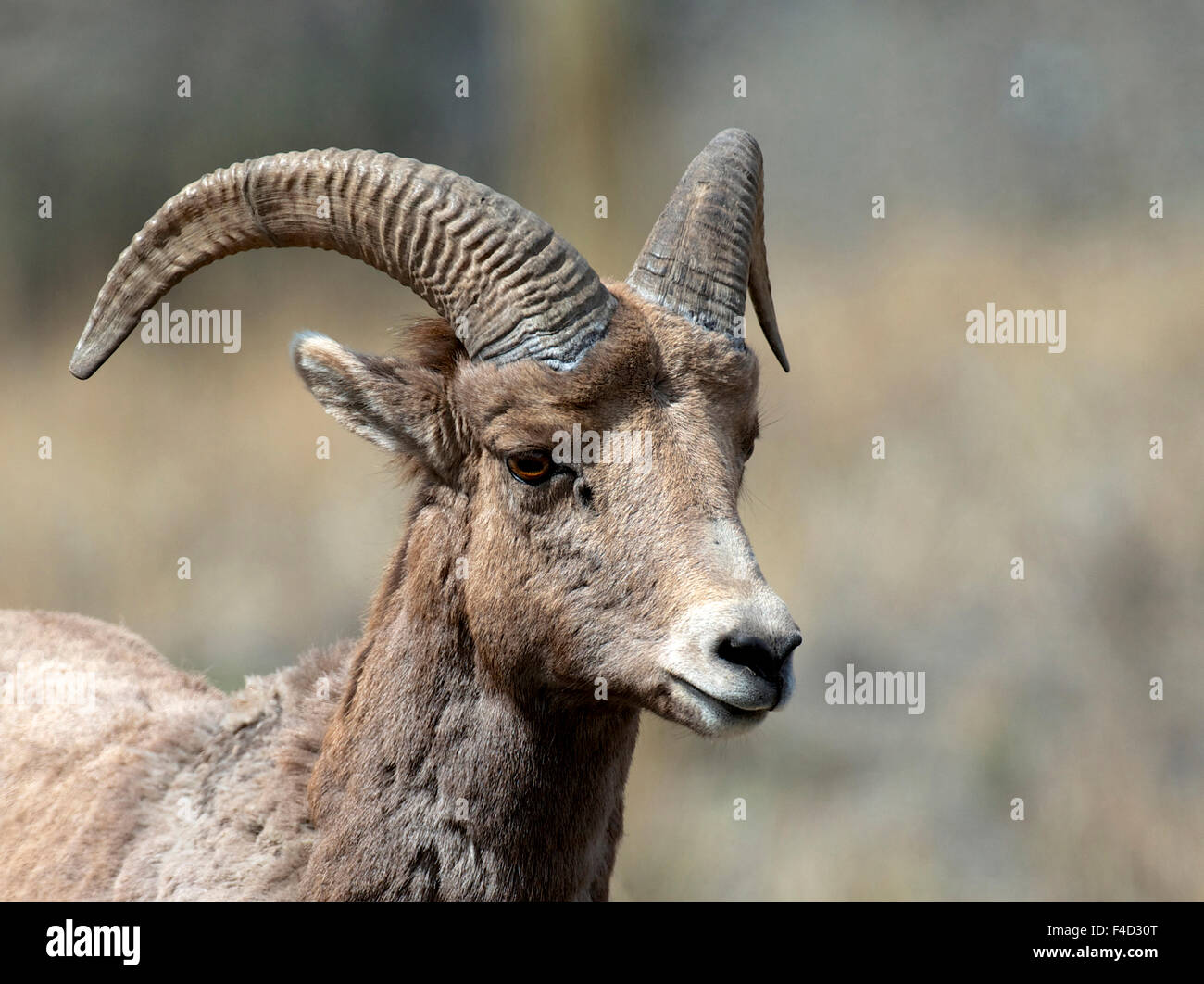 Old ewe hi-res stock photography and images - Alamy