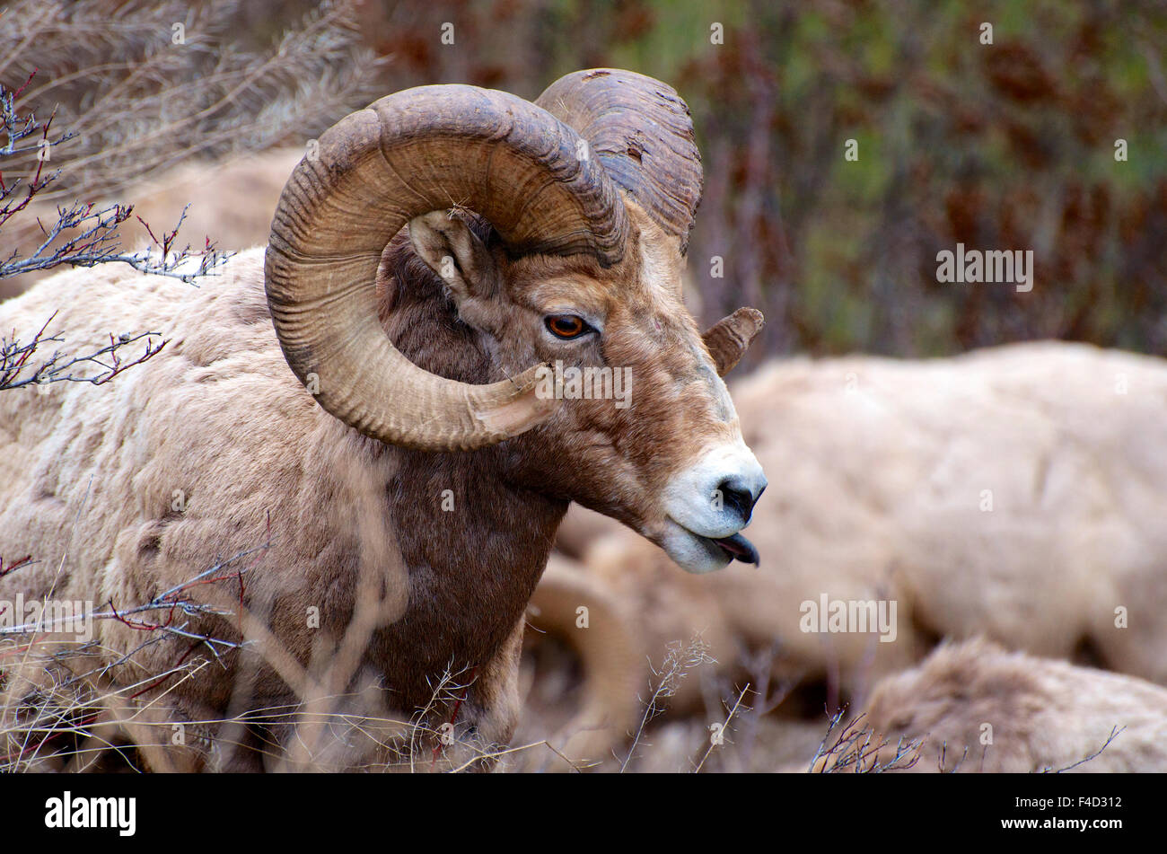 Rocky Mountain Bighorn Sheep (Ovis canadensis canadensis) near Radium ...