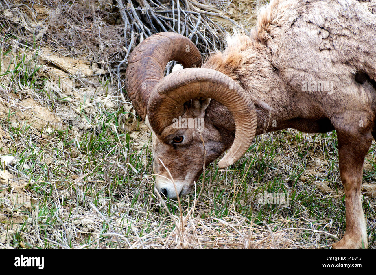 Rocky Mountain Bighorn Sheep (Ovis canadensis canadensis) near Radium ...