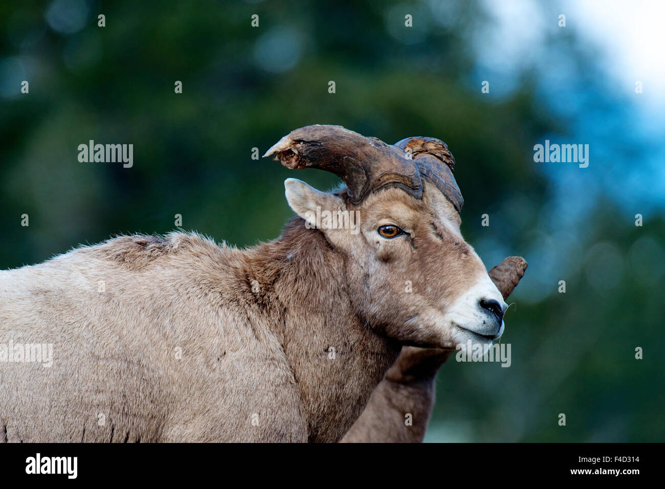 Rocky Mountain Bighorn Sheep (Ovis canadensis canadensis) near Radium ...