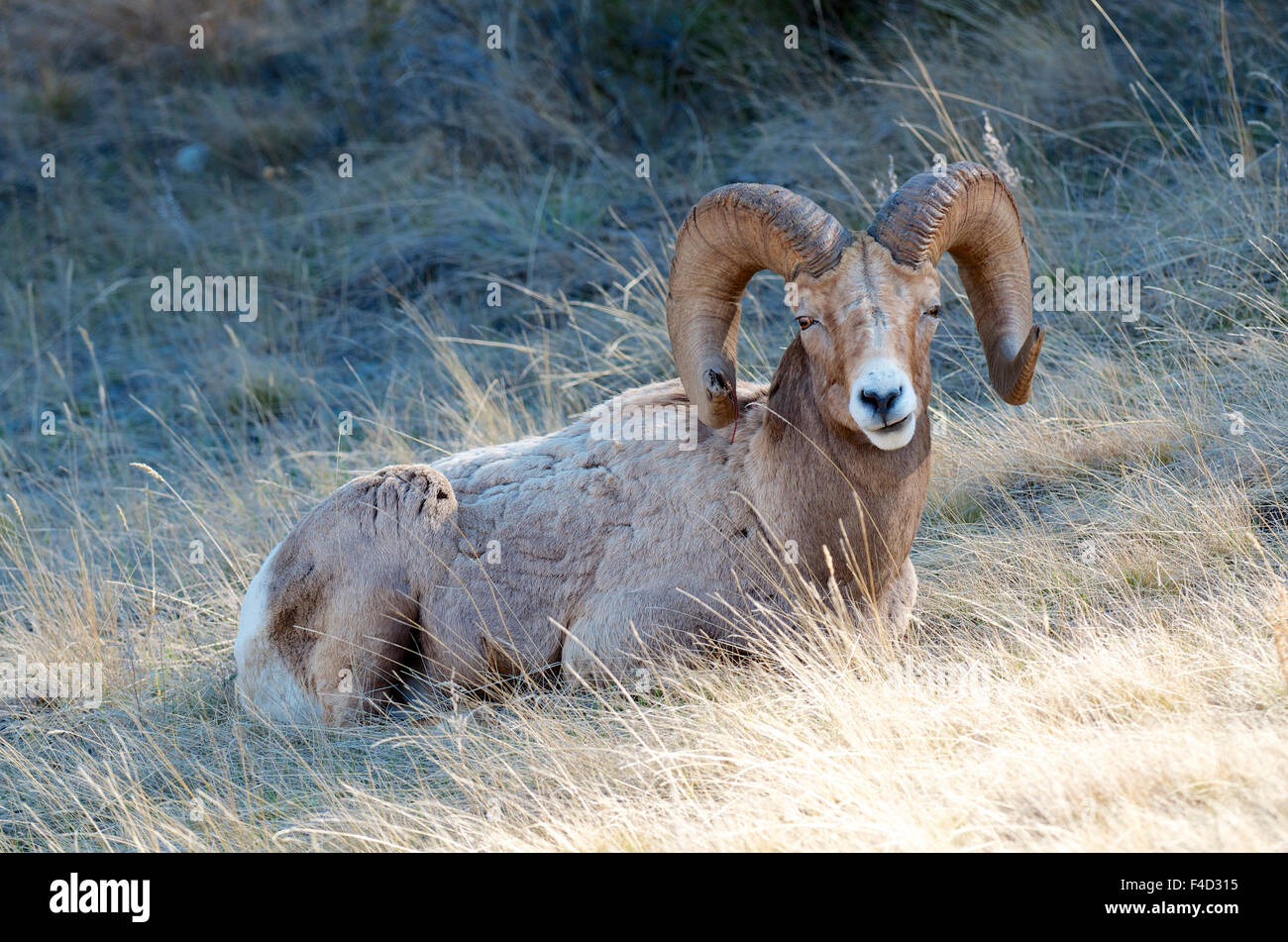 Rocky Mountain Bighorn Sheep (Ovis canadensis canadensis) near Radium ...
