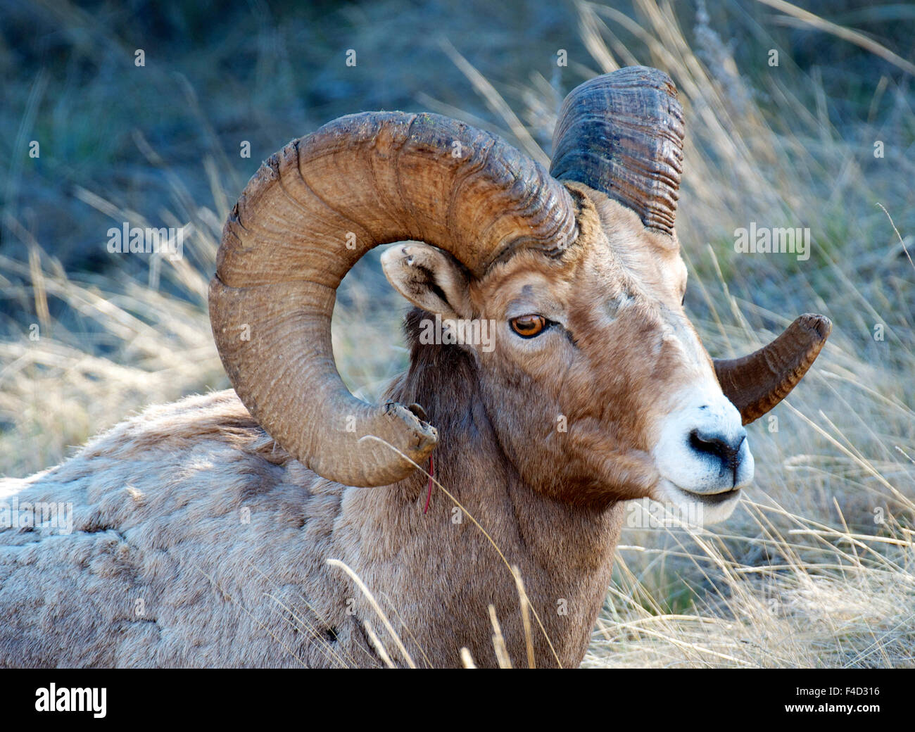 Rocky Mountain Bighorn Sheep (Ovis canadensis canadensis) near Radium ...