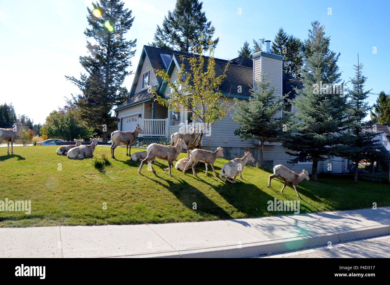 Rocky Mountain Bighorn Sheep (Ovis canadensis canadensis) near Radium ...
