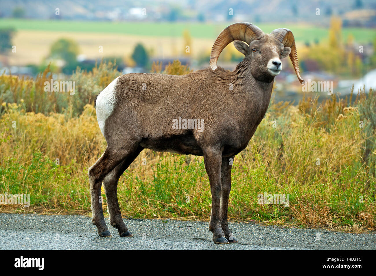 Rocky Mountain Bighorn sheep ewe in the Cascade mountains of British ...