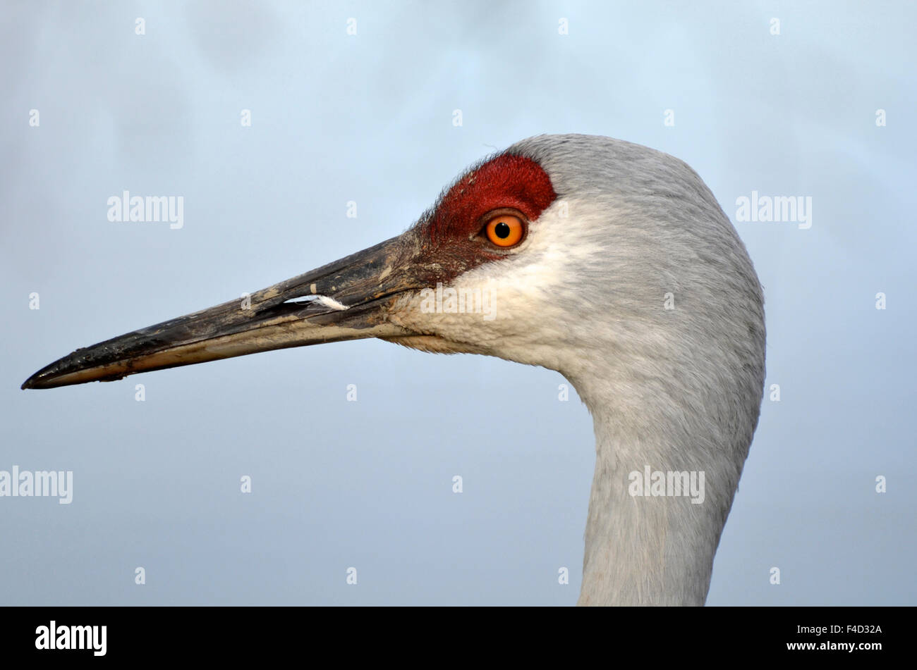 Sandhill crane, (Grus canadensis) close-up of head Stock Photo - Alamy