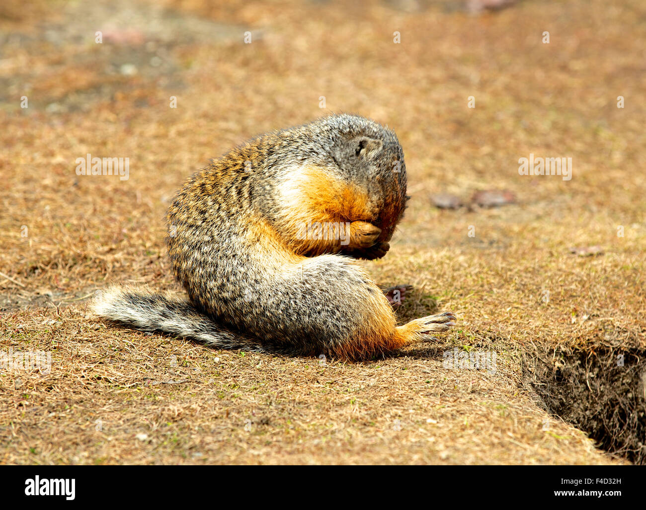 Columbia Ground Squirrel (Urocitellus Columbianus) in early spring ...