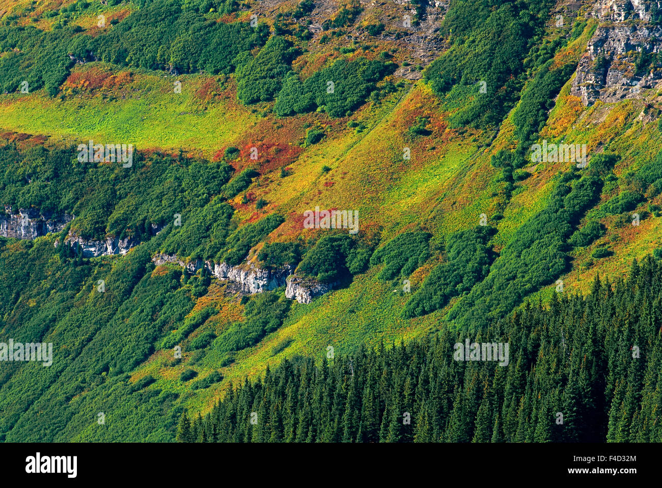Canada, Alberta, Waterton Lakes National Park. Alpine vegetation on ...