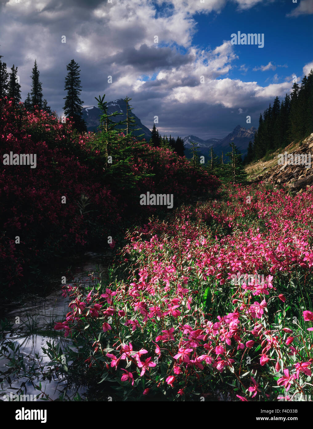 Banff National Park, Mountain wildflowers along a stream. (Large format ...