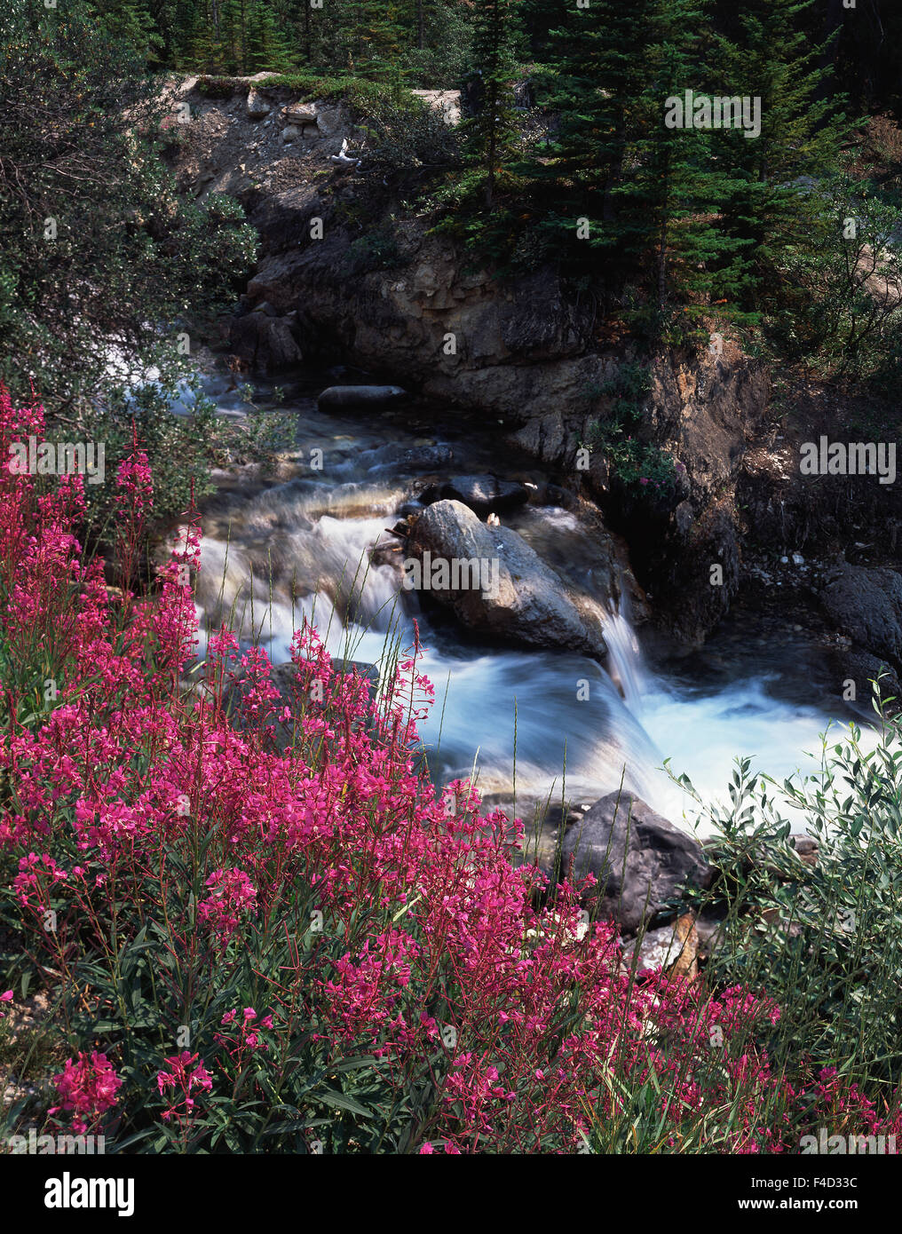 Banff National Park, Mountain wildflowers along a stream. (Large format ...