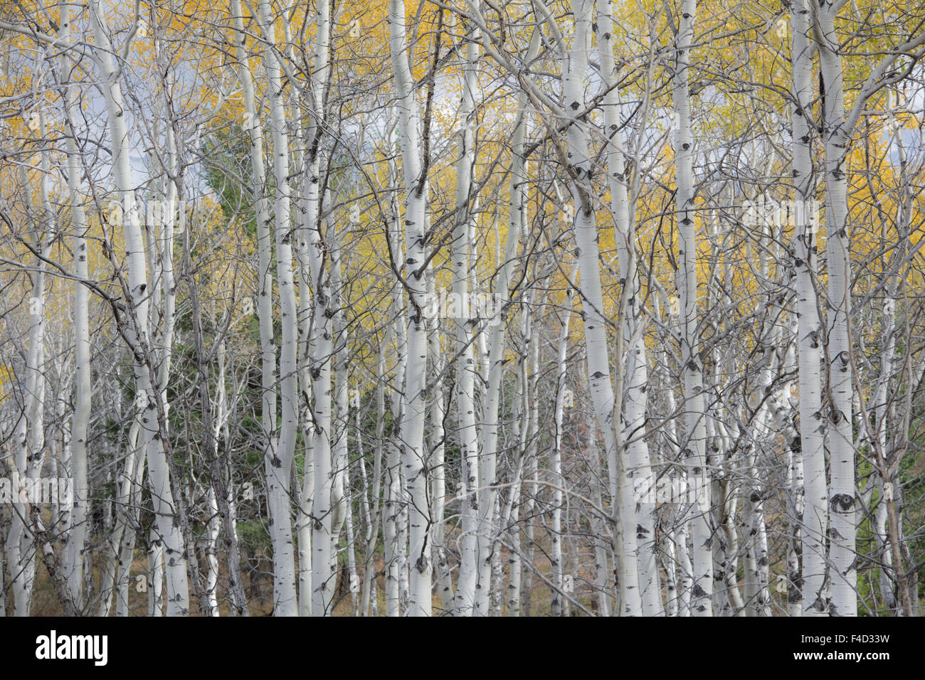 Form a pattern hi-res stock photography and images - Alamy