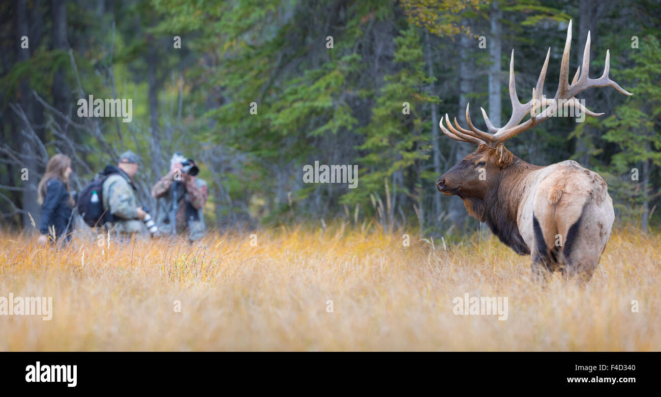Canada, Alberta. Bull Rocky Mountain Elk (Cervus canadensis nelsoni ...
