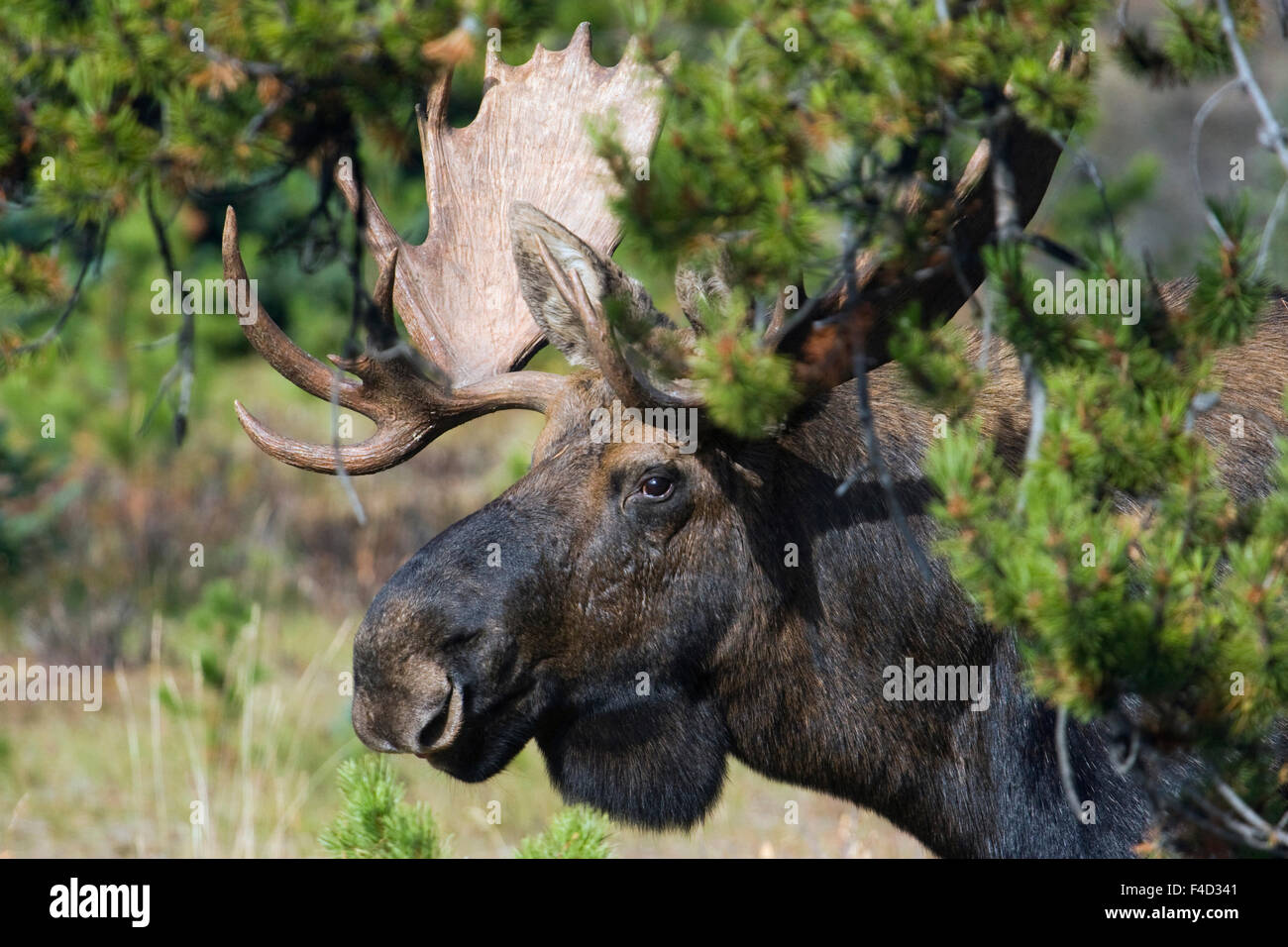 Shiras Bull Moose Stock Photo - Alamy