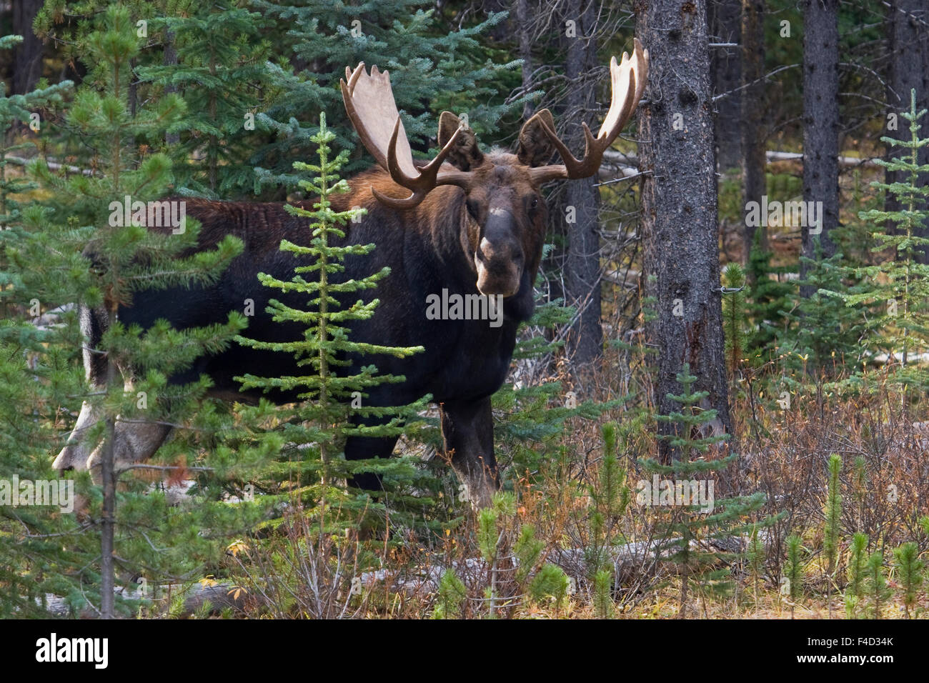 Shiras Bull Moose Stock Photo - Alamy