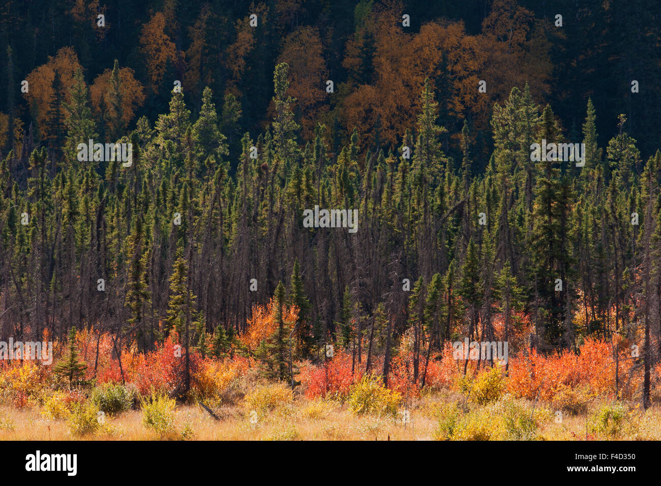 Jasper National Park, Autumn Boreal Forest Stock Photo - Alamy