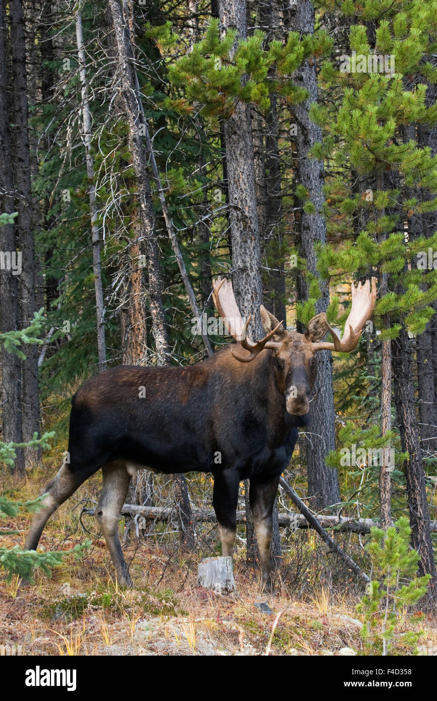 Shiras Bull Moose Stock Photo - Alamy