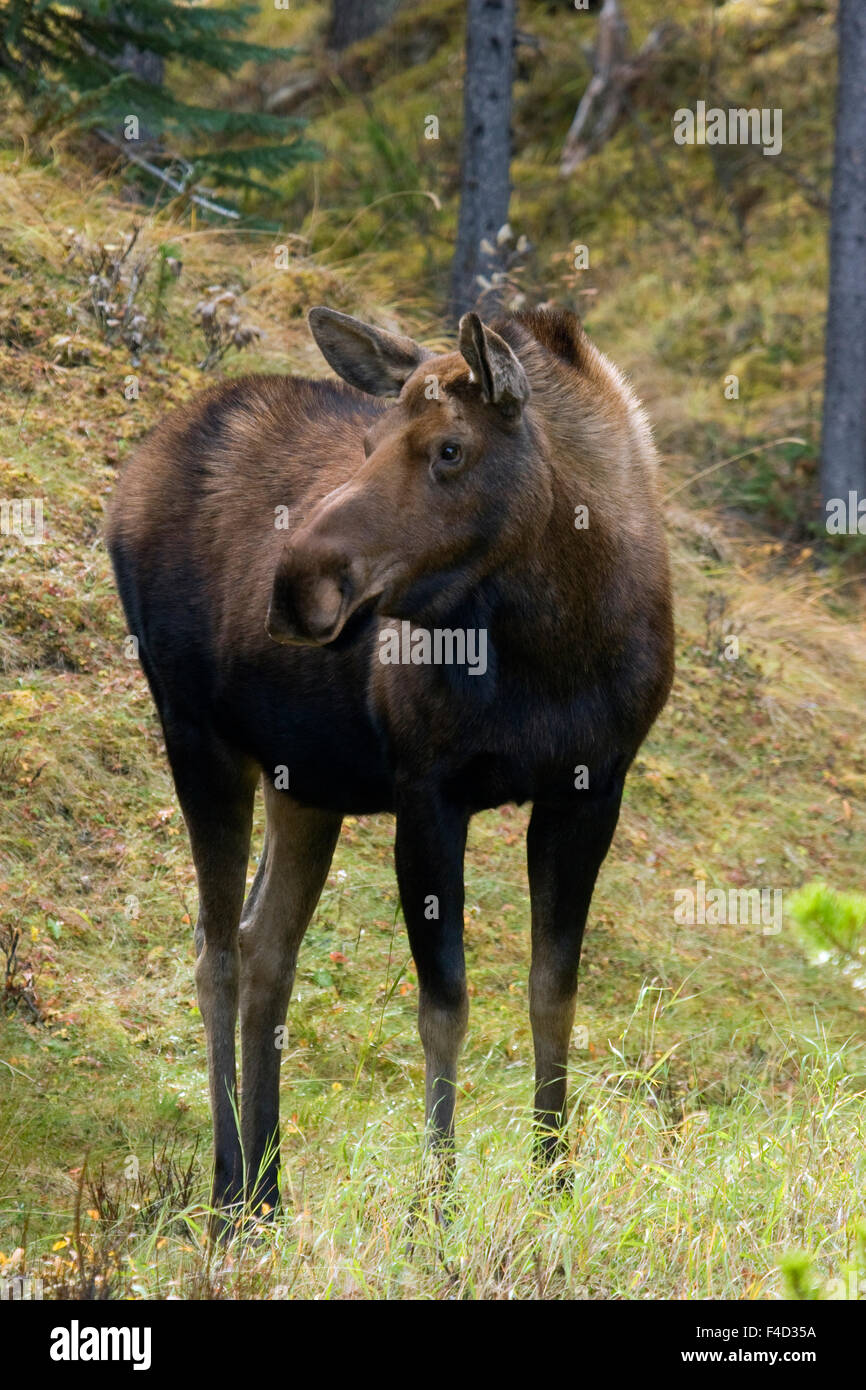 Shiras Cow Moose Stock Photo - Alamy