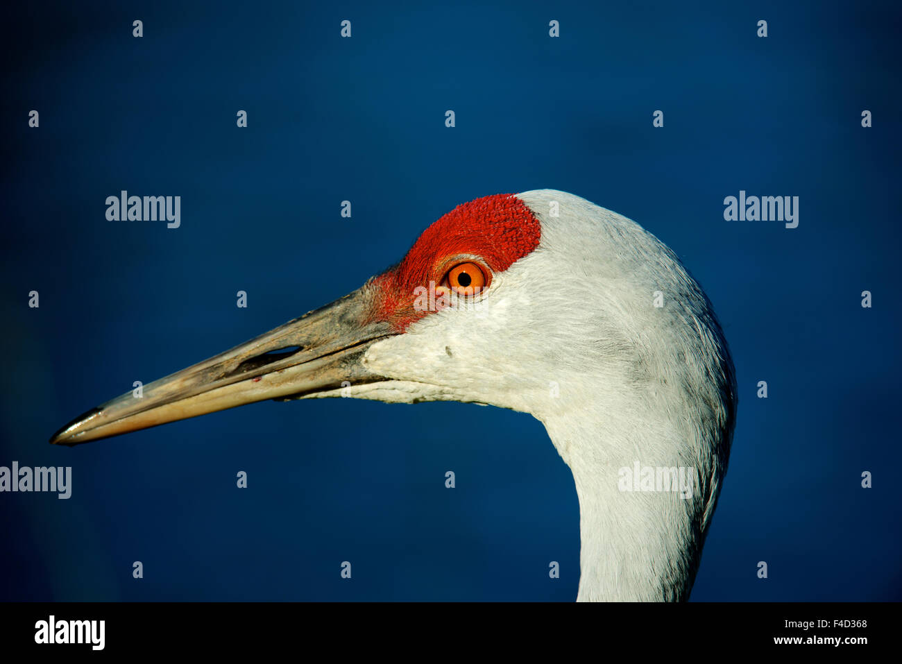 Sandhill crane, Grus canadensis, close-up of head. (Large format sizes ...