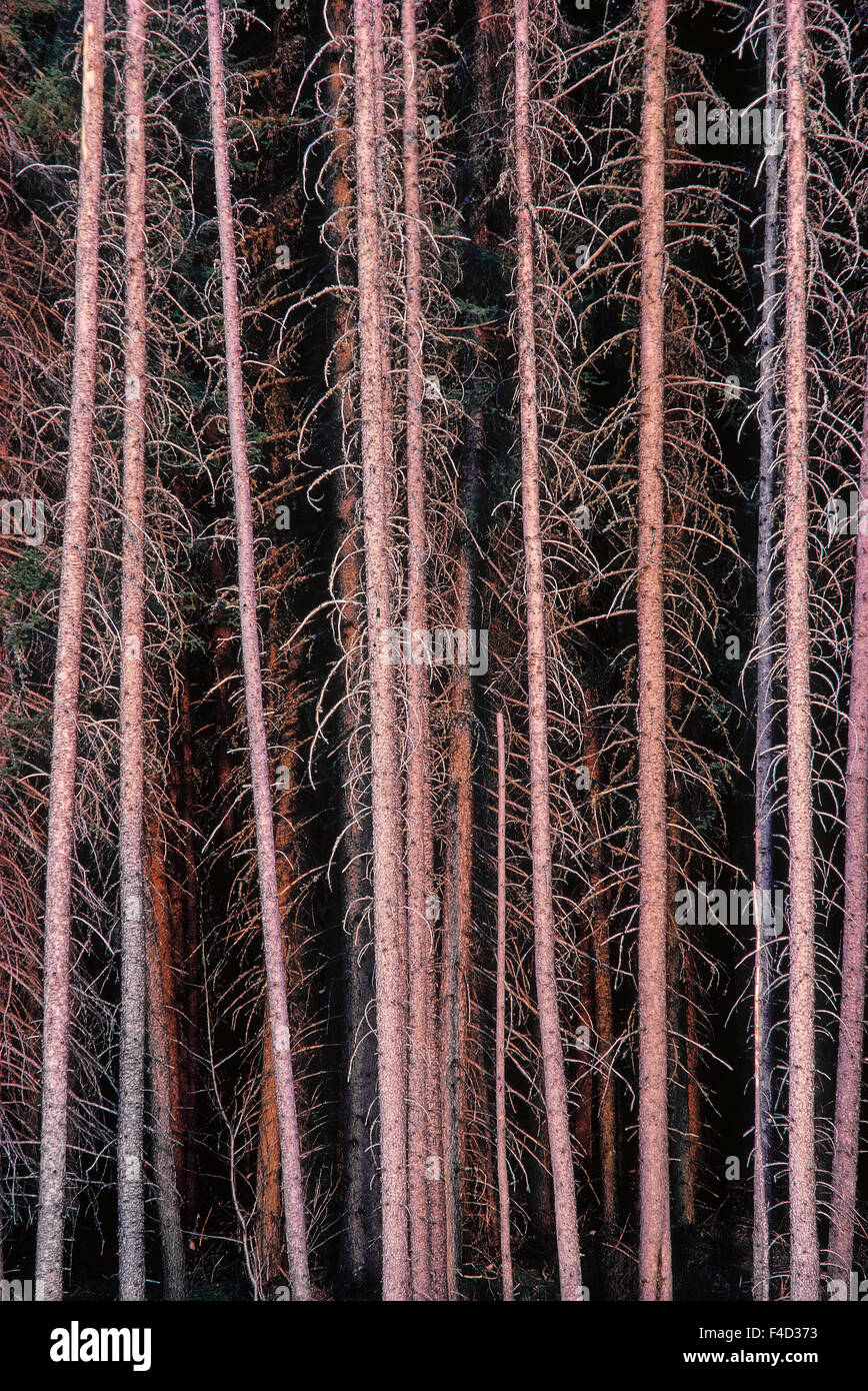 Canada, Manitoba. Stark spruce trees in Duck Mountain Provincial Park ...