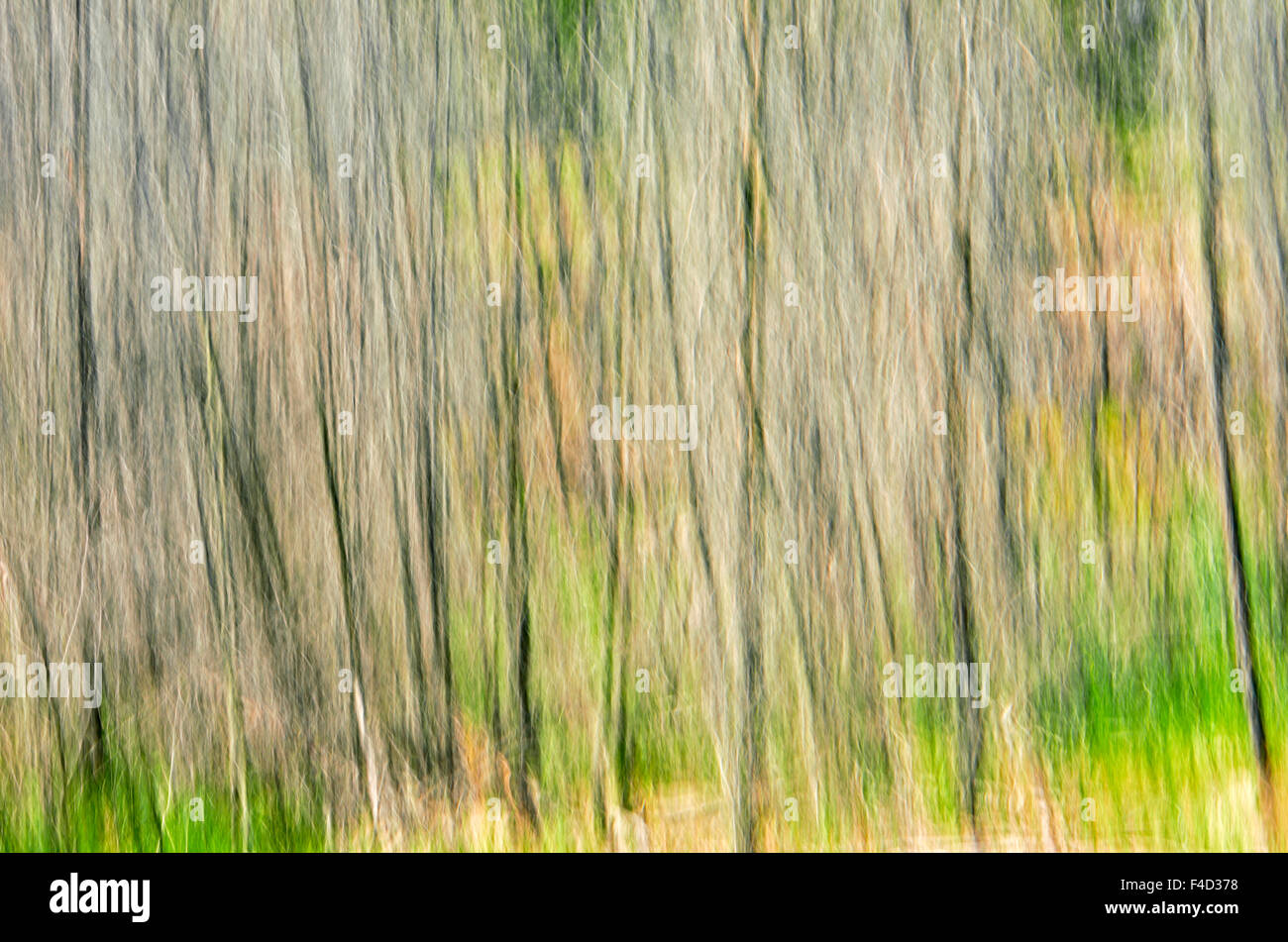 Canada, Manitoba. Abstract of trees in Nopiming Provincial Park. Credit ...
