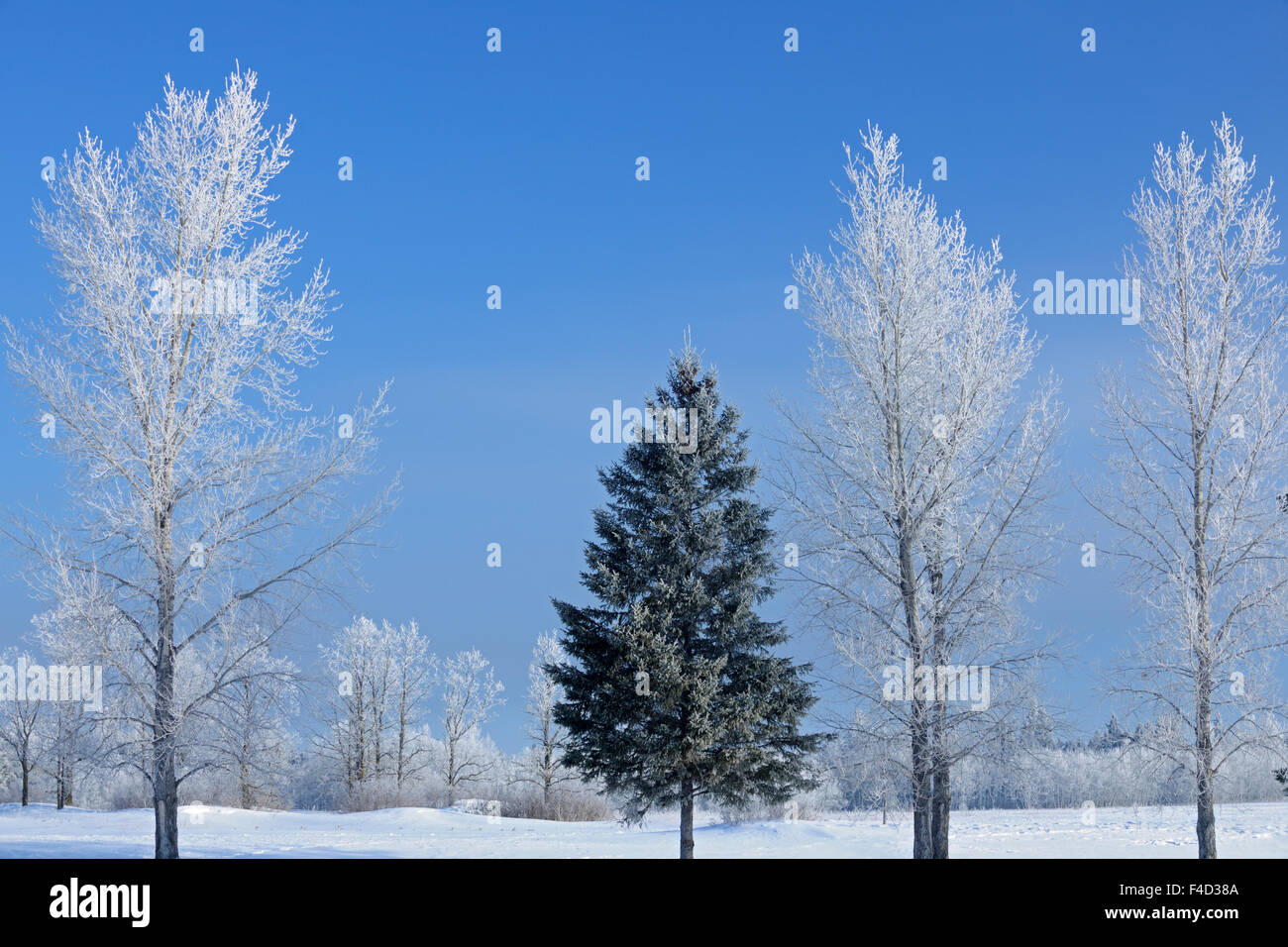 Canada, Manitoba, Birds Hill Provincial Park. Trees covered in ...
