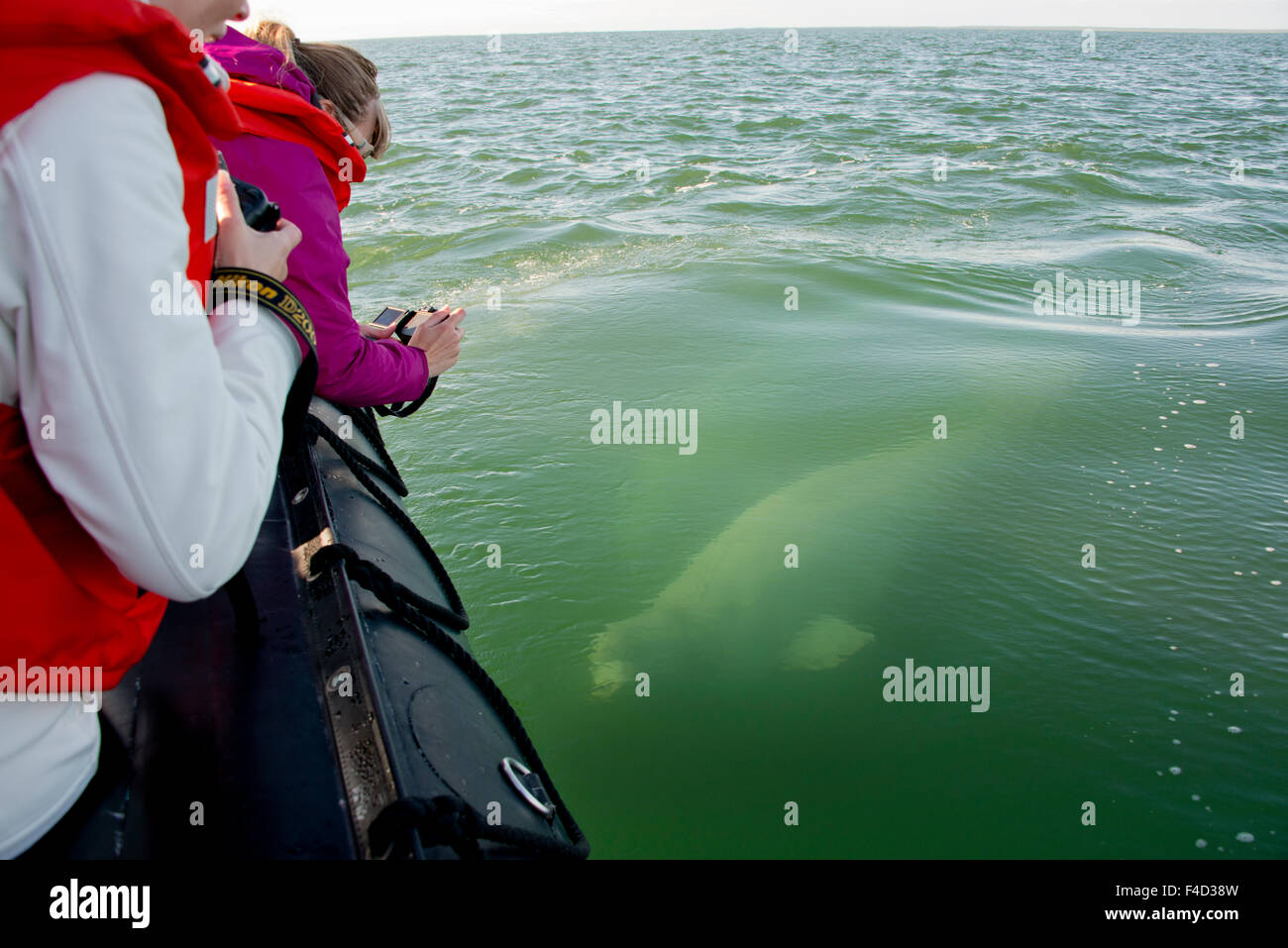 Canada, Manitoba, Churchill. Churchill River Estuary, wild beluga ...
