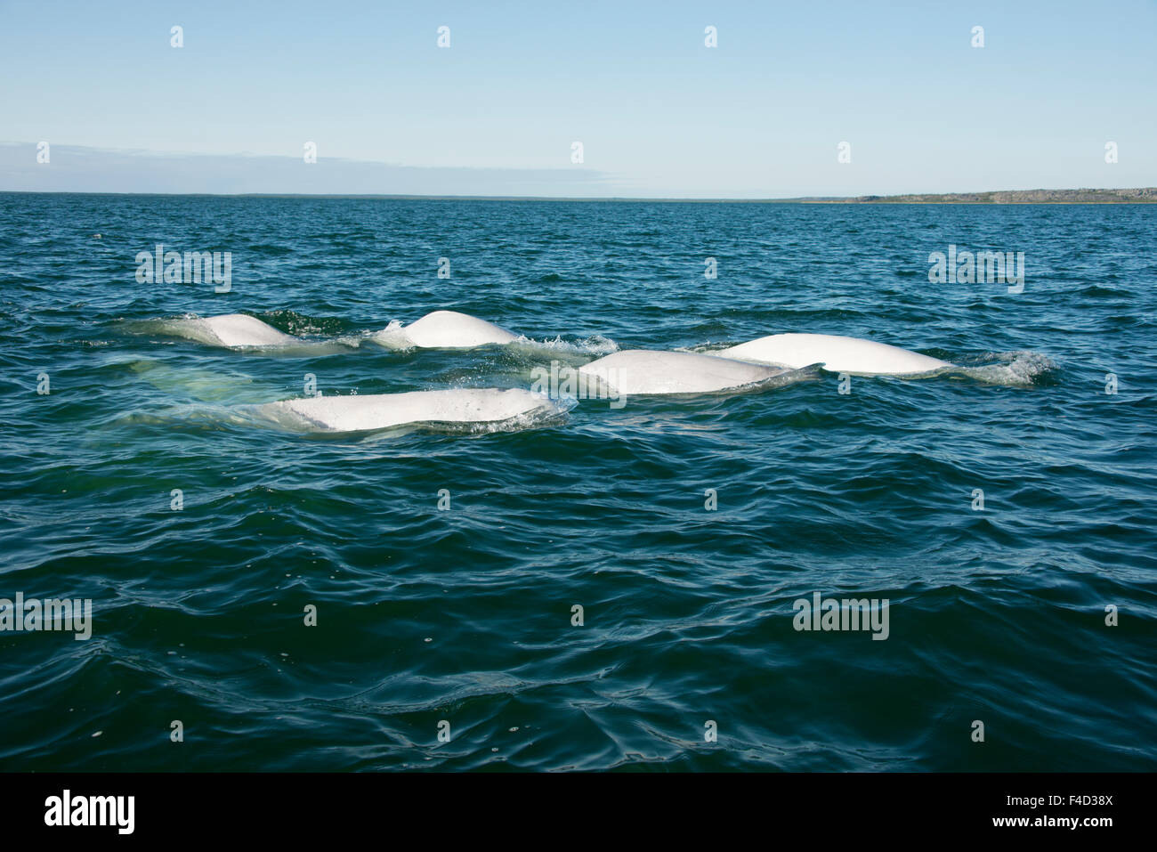 Canada, Manitoba, Churchill. Churchill River Estuary, pod of beluga ...