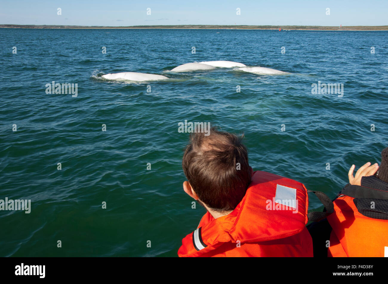 Canada, Manitoba, Churchill. Churchill River Estuary, pod of beluga ...