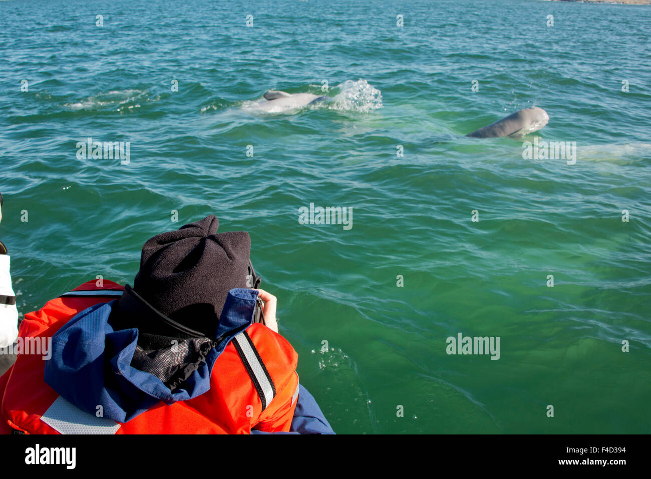 Canada, Manitoba, Churchill. Churchill River, beluga whales ...