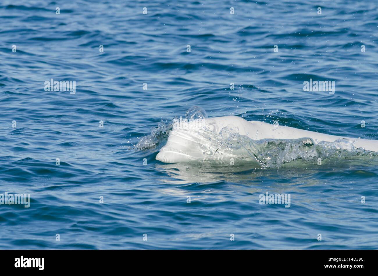Canada, Manitoba, Churchill. Churchill River Estuary, mature adult ...