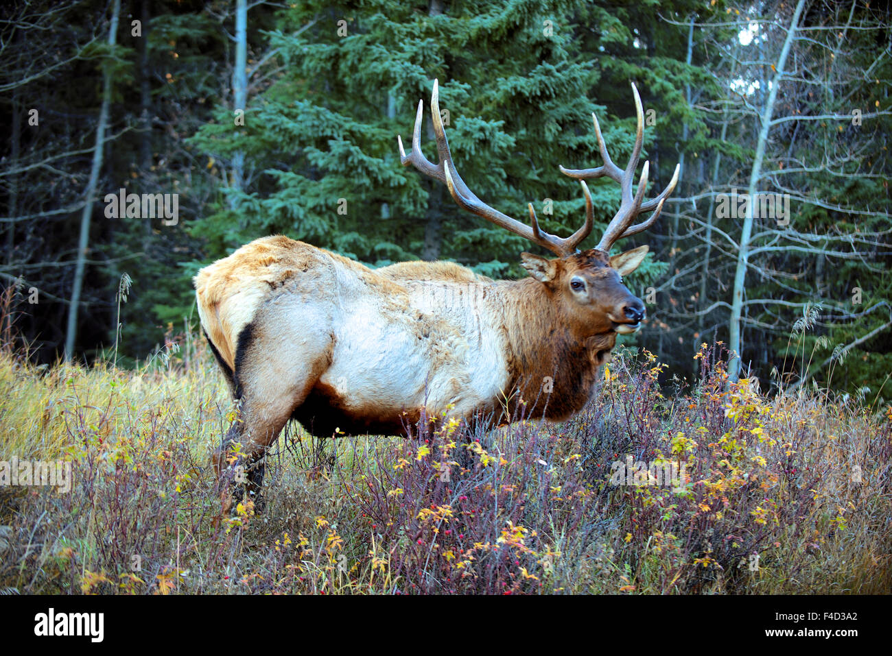 A bull elk or wapiti, (Cervus canadensis), grazes in the Rocky ...