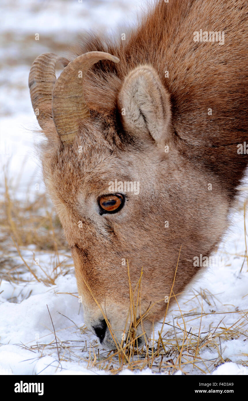 Bighorn ram lamb Rocky Mountain Bighorn Sheep in Jasper National Park ...