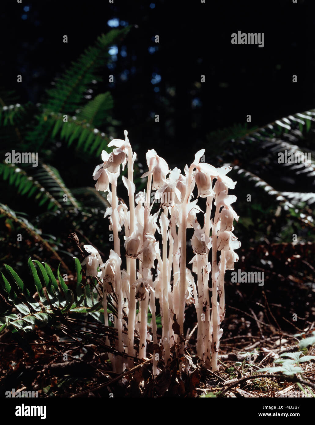 Indian pipe flower hi-res stock photography and images - Alamy