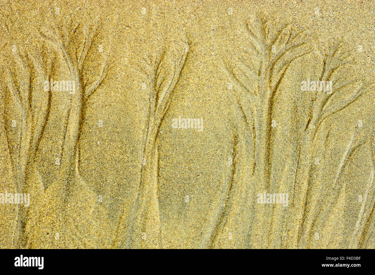 Canada, British Columbia, Pacific Rim National Park. Sand patterns on ...