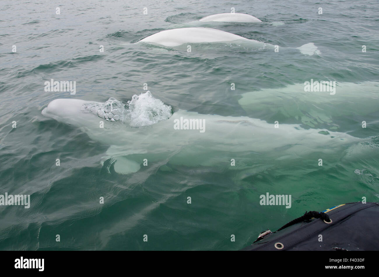 Beluga Whales Pod High Resolution Stock Photography and Images - Alamy